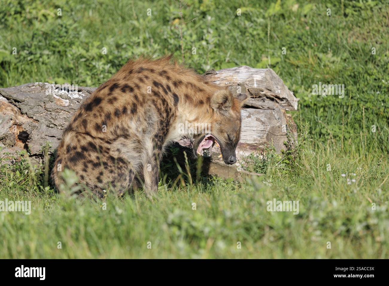 An adult Spotted Hyena (Crocuta crocuta) or Laughing Hyena sits yawning ...