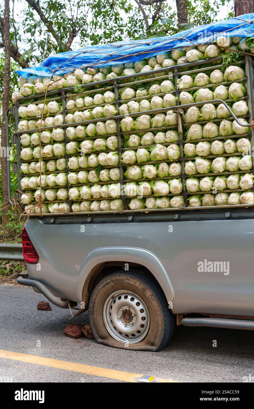 Pickup truck carrying overloaded fresh cabbage vegetable produce ...