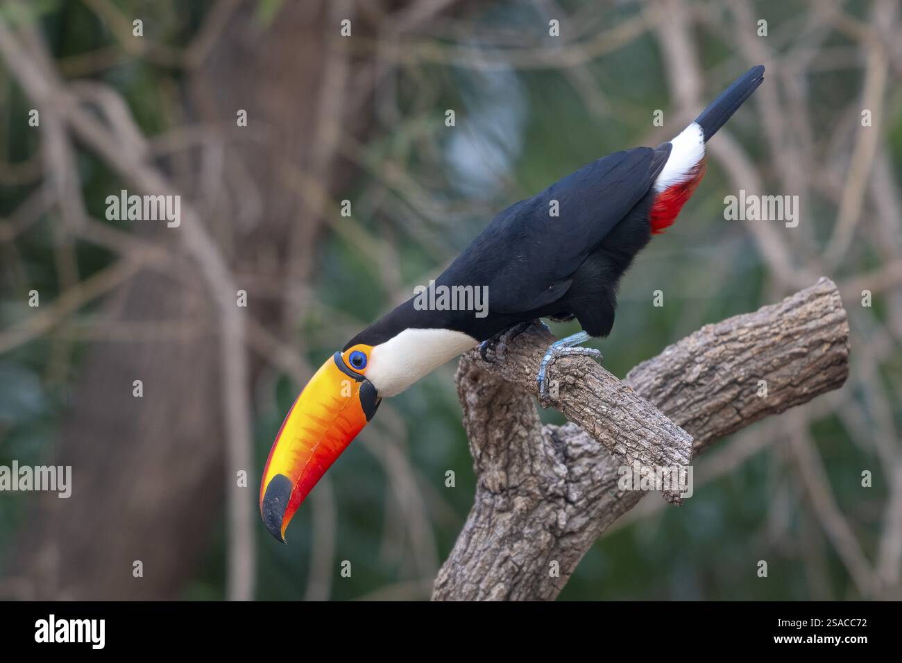 Giant toucan (Ramphastos toco), Pantanal, inland, wetland, UNESCO ...