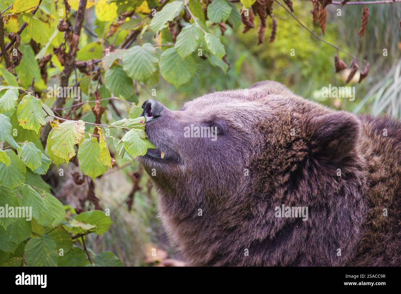 An adult female brown bear (Ursus arctos arctos) eating leaves from a ...