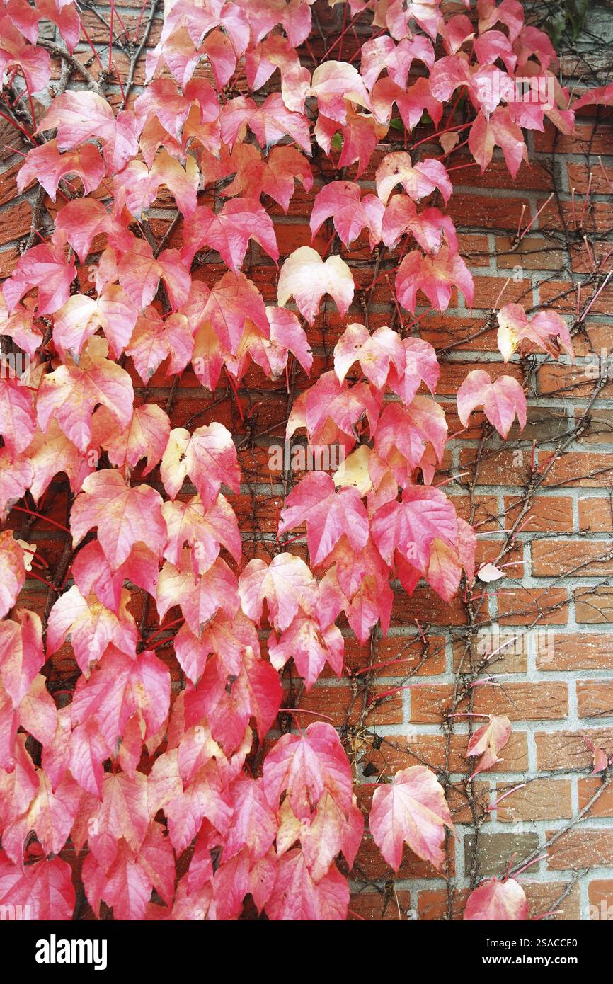 Wild Vine in autumn Stock Photo - Alamy