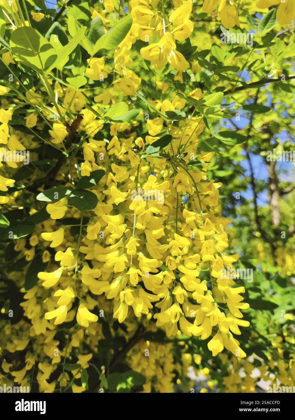 Flowering laburnum tree Stock Photo - Alamy