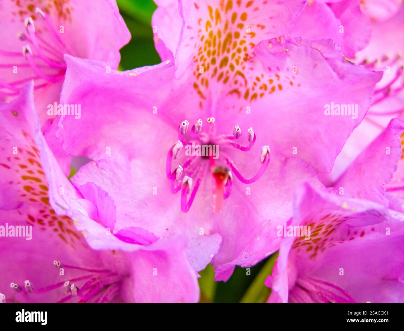 Pink Azalea flower closeup picture Stock Photo - Alamy
