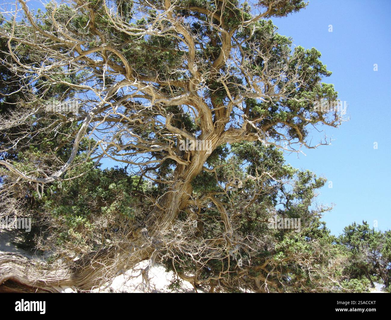 Old juniper tree on Chrissi Island Stock Photo - Alamy