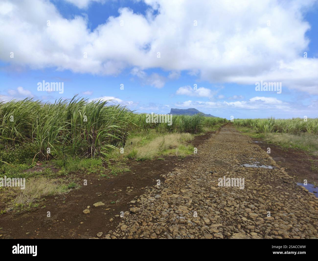 Field path by a sugar cane field, Mauritius, Africa Stock Photo - Alamy