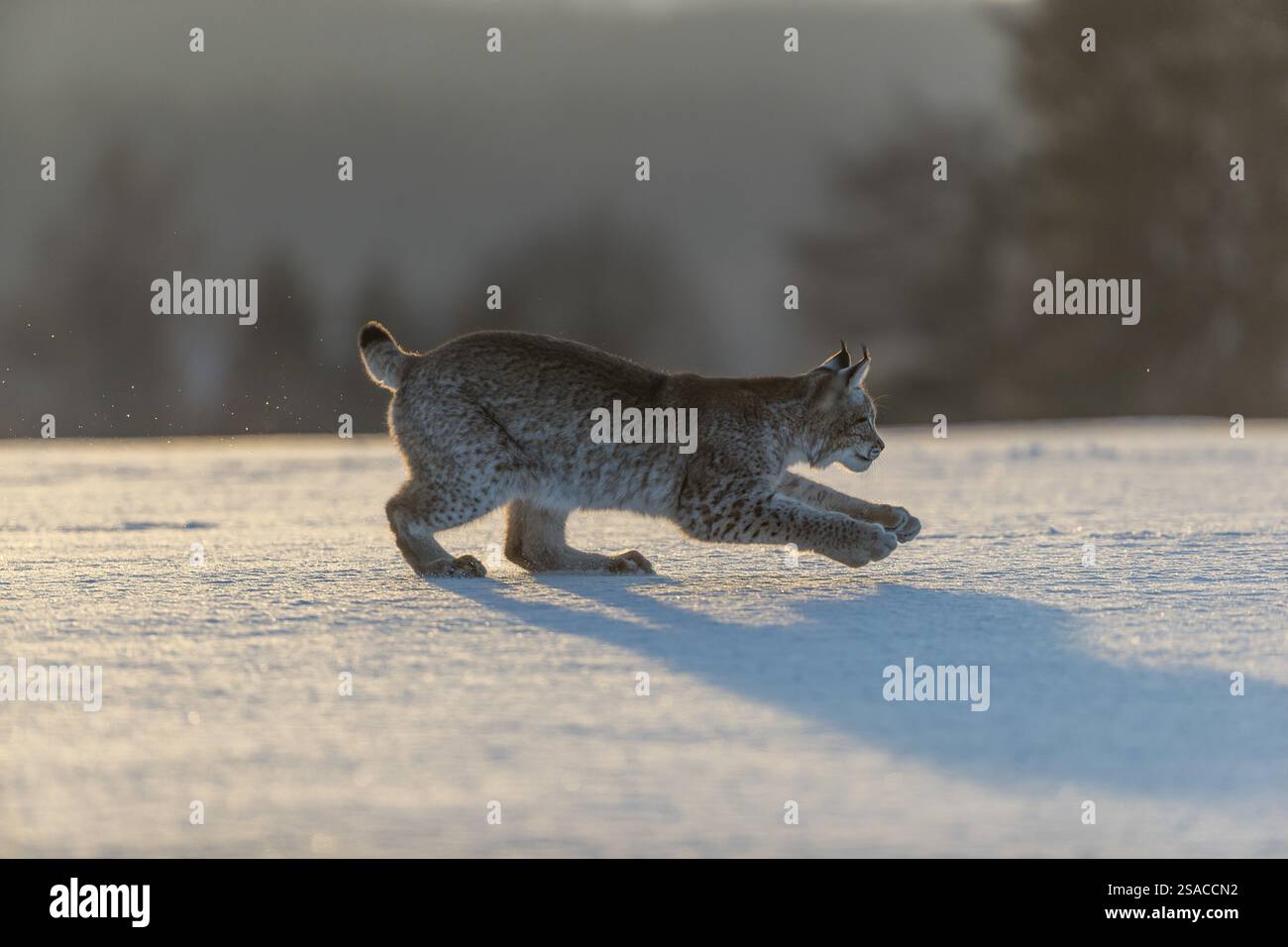 One young male Eurasian lynx, (Lynx lynx), running over a snow covered ...