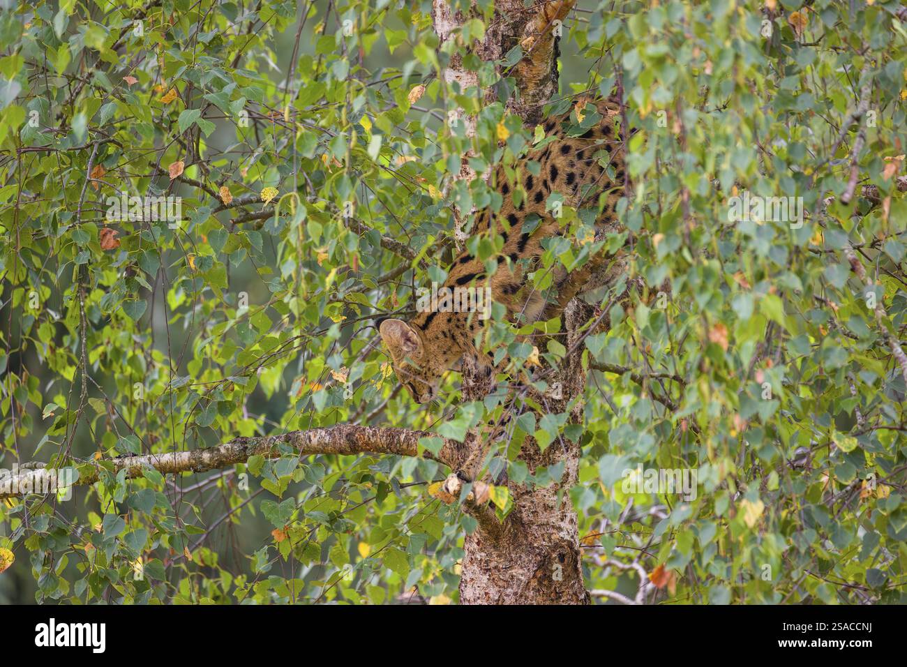 A serval, Leptailurus serval, climbing in a tree, barely visible under ...