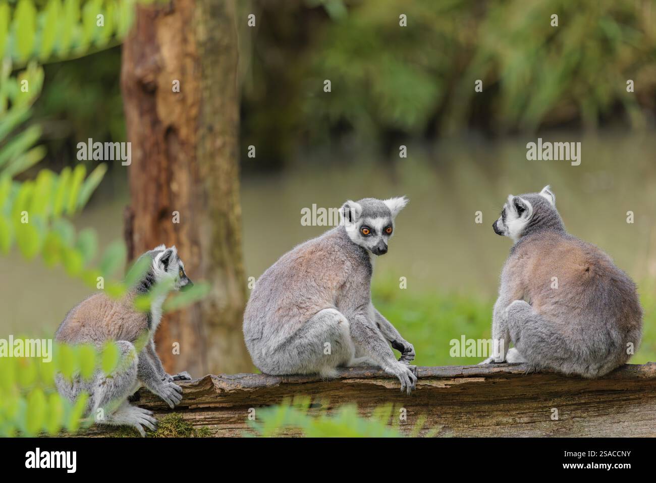 Three ring-tailed lemurs (Lemur catta) sit on a rotten tree lying on ...