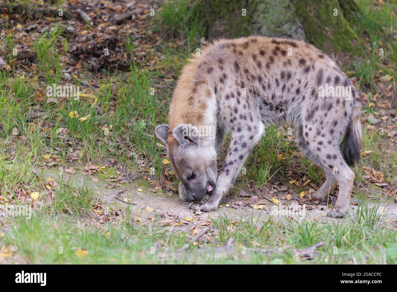 An adult spotted hyena (Crocuta crocuta) or laughing hyena removes ...