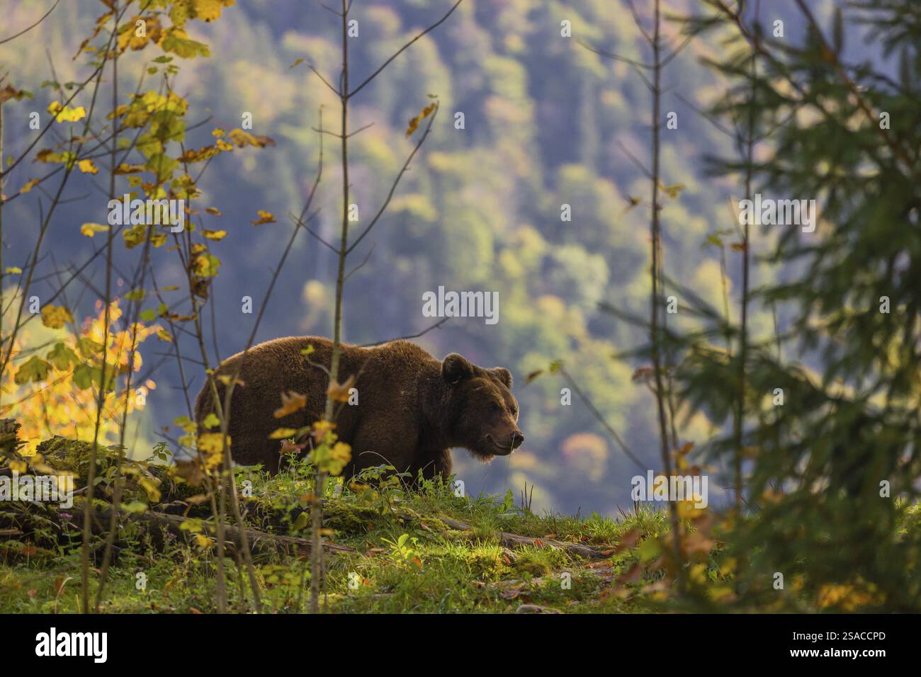 An adult female brown bear (Ursus arctos arctos) walks along a rim on ...