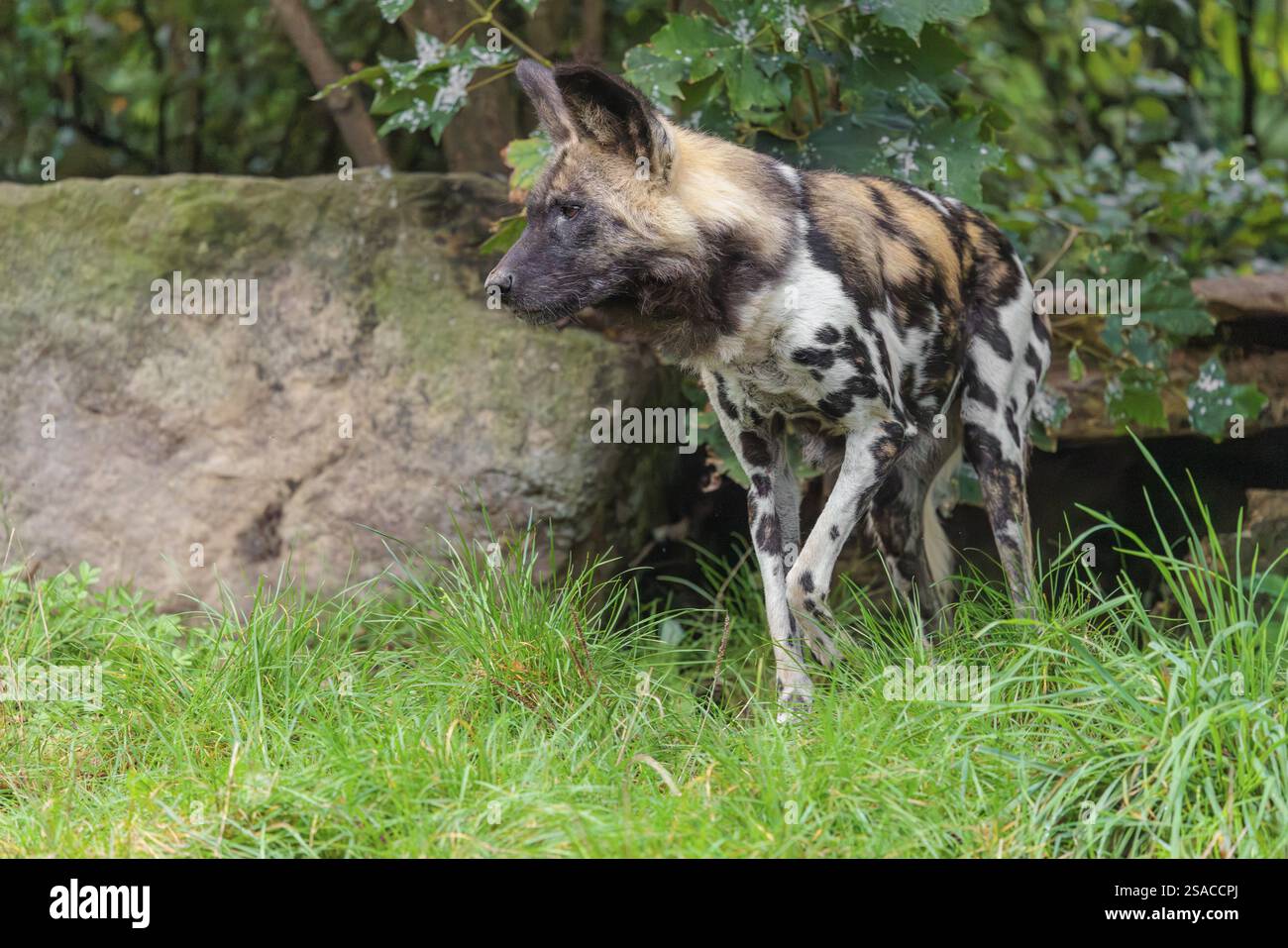 African wild dog, Lycaon pictus, running through the green vegetation ...