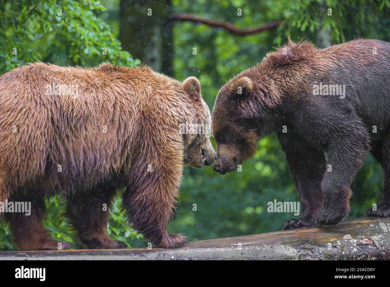 A male and a female Eurasian brown bear (Ursus arctos arctos) meet on a ...