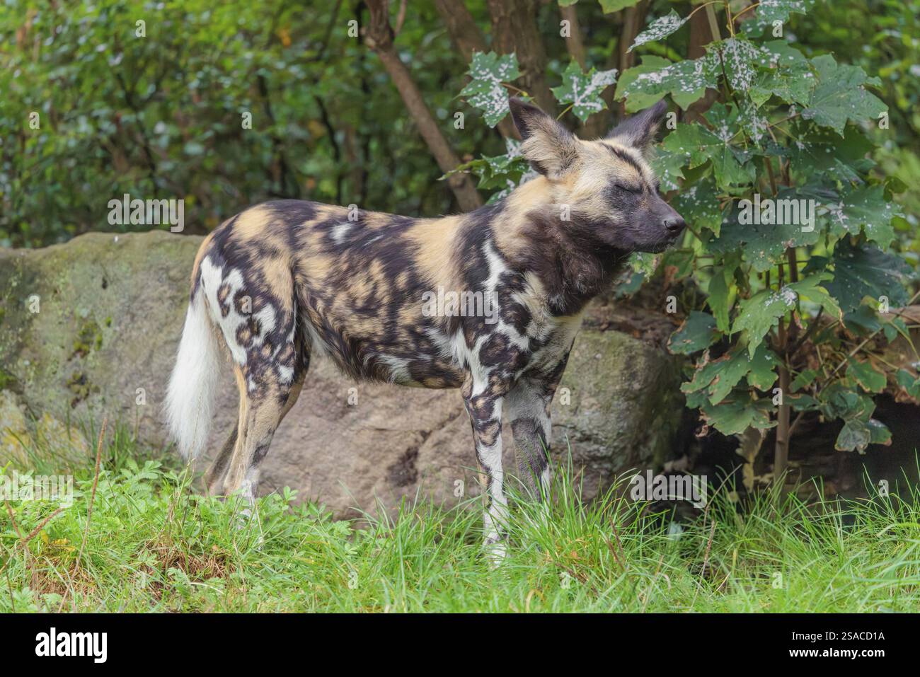 African wild dog, Lycaon pictus, running through the green vegetation ...