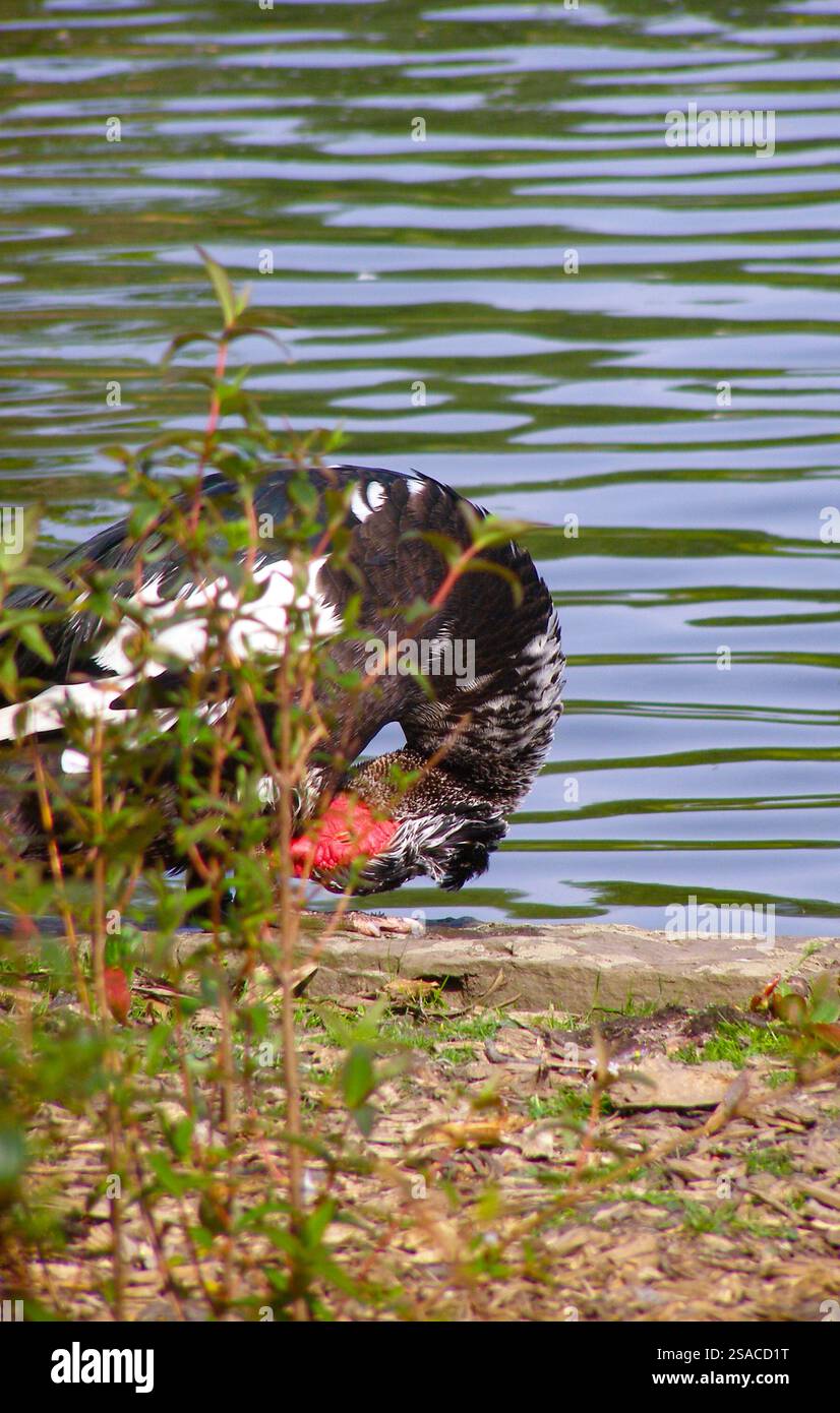 Bird by pond in Hanley park, Stoke-On-Trent, UK Stock Photo - Alamy