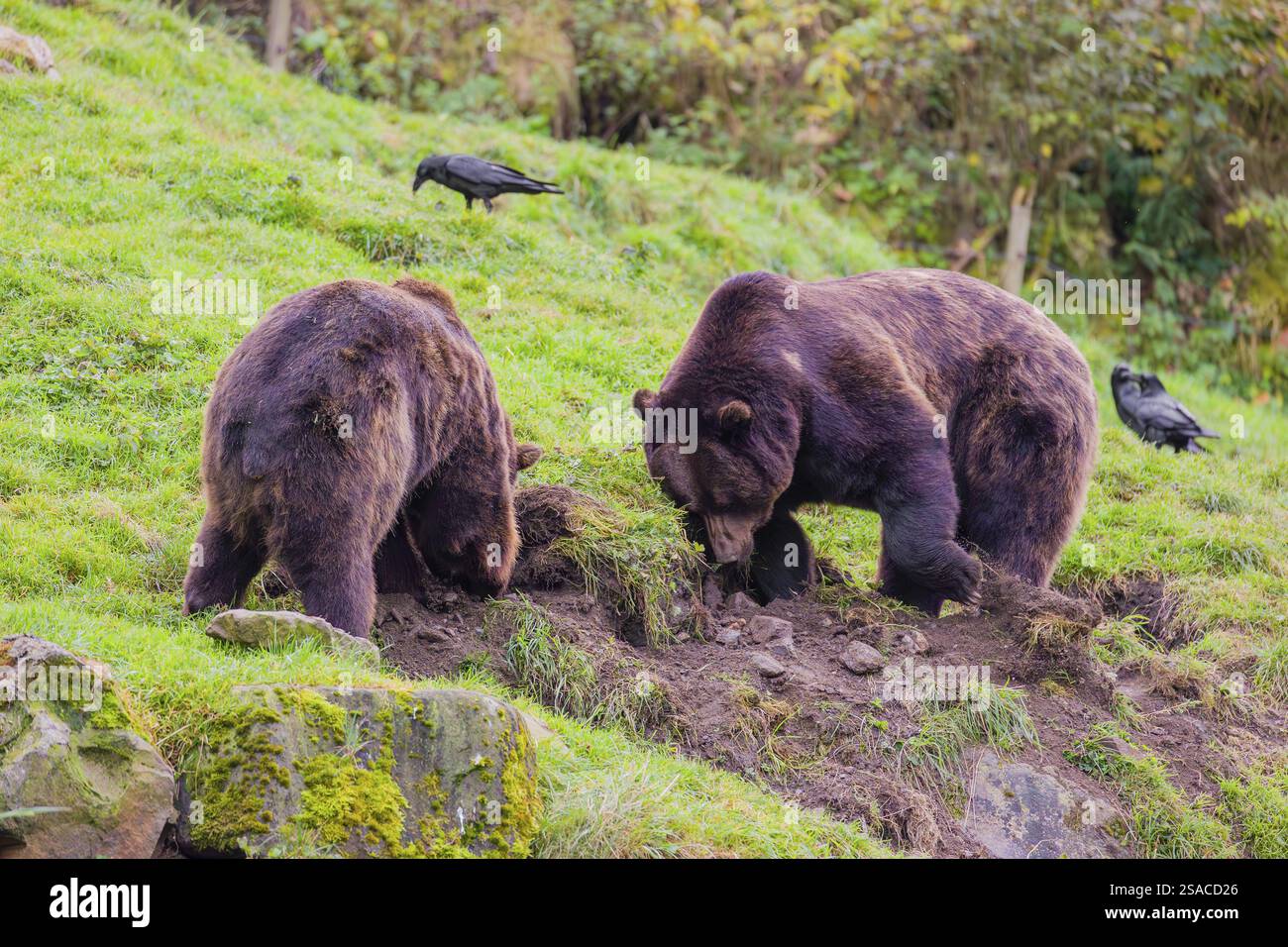 Two eurasian brown bears (Ursus arctos arctos) digging for something on ...