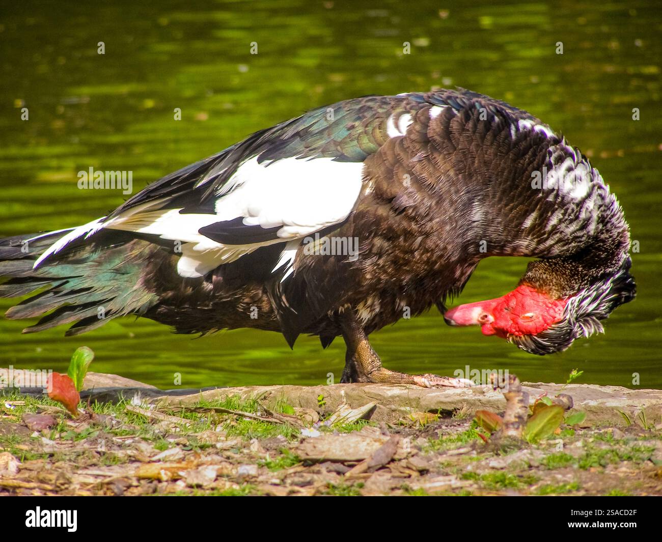 Bird by pond in Hanley park, Stoke-On-Trent, UK Stock Photo - Alamy