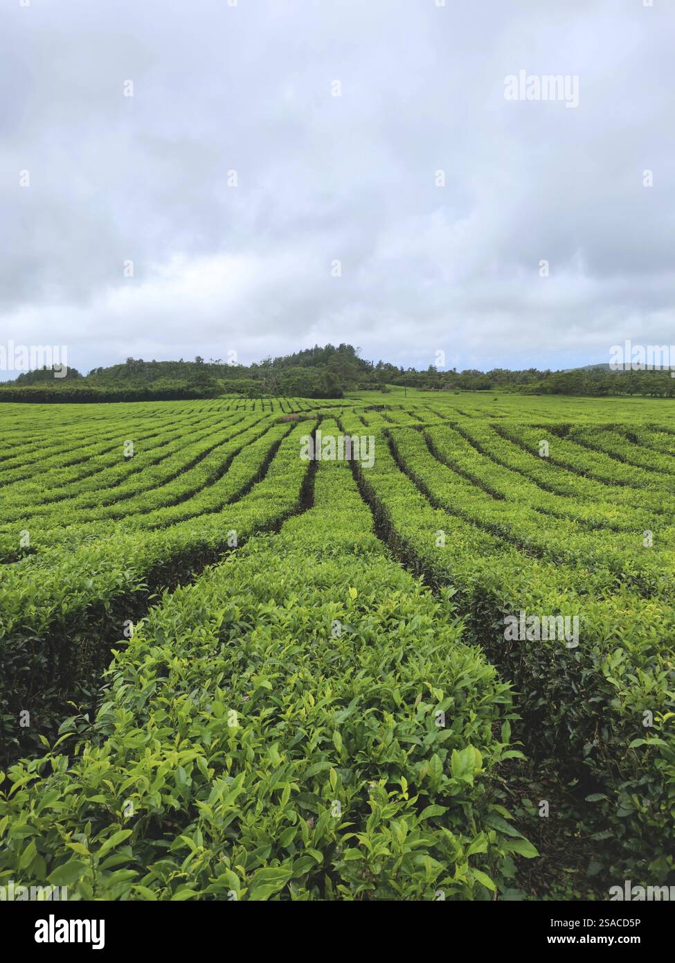 Tea plantation, Mauritius, Africa Stock Photo - Alamy