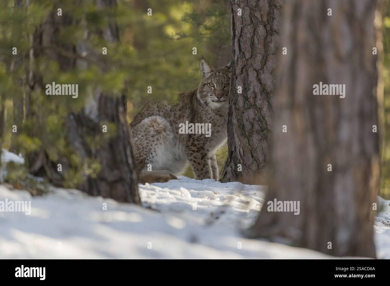 One young male Eurasian lynx, (Lynx lynx), sitting on a snow covered ...