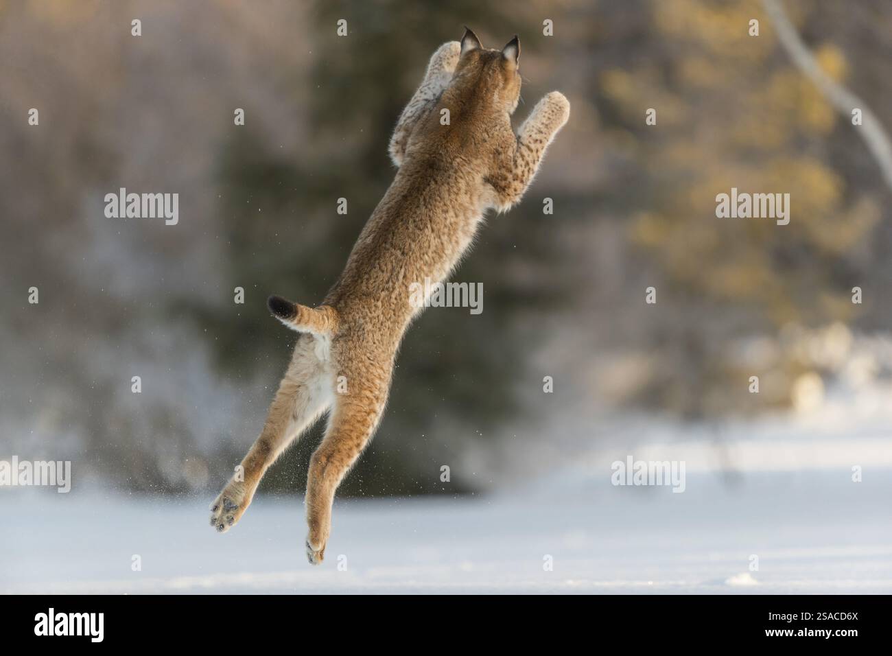 One young male Eurasian lynx, (Lynx lynx), running over a snow covered ...