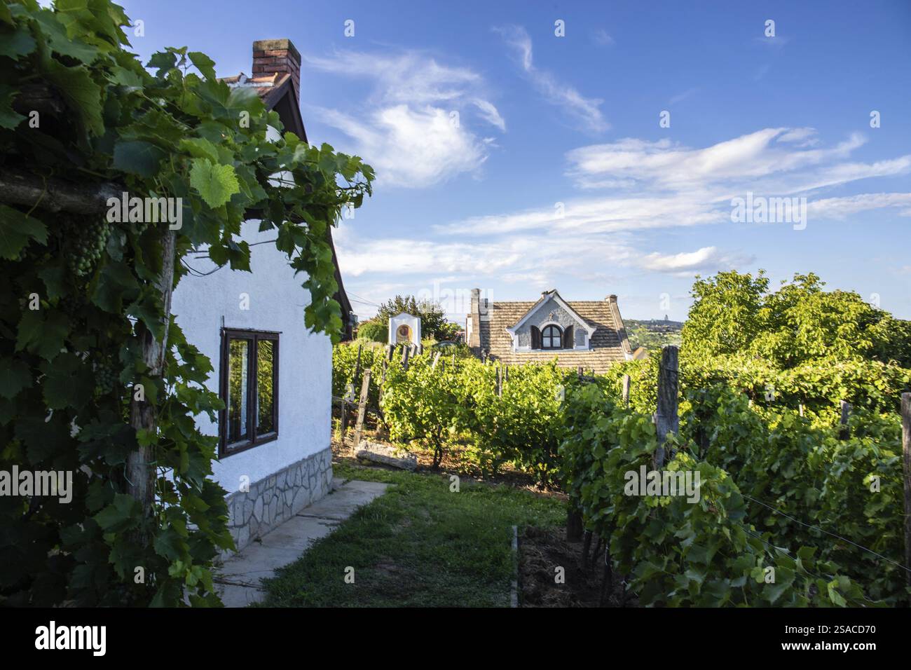 A winery with a blue sky, restaurant and bar in the vineyards of Heviz ...