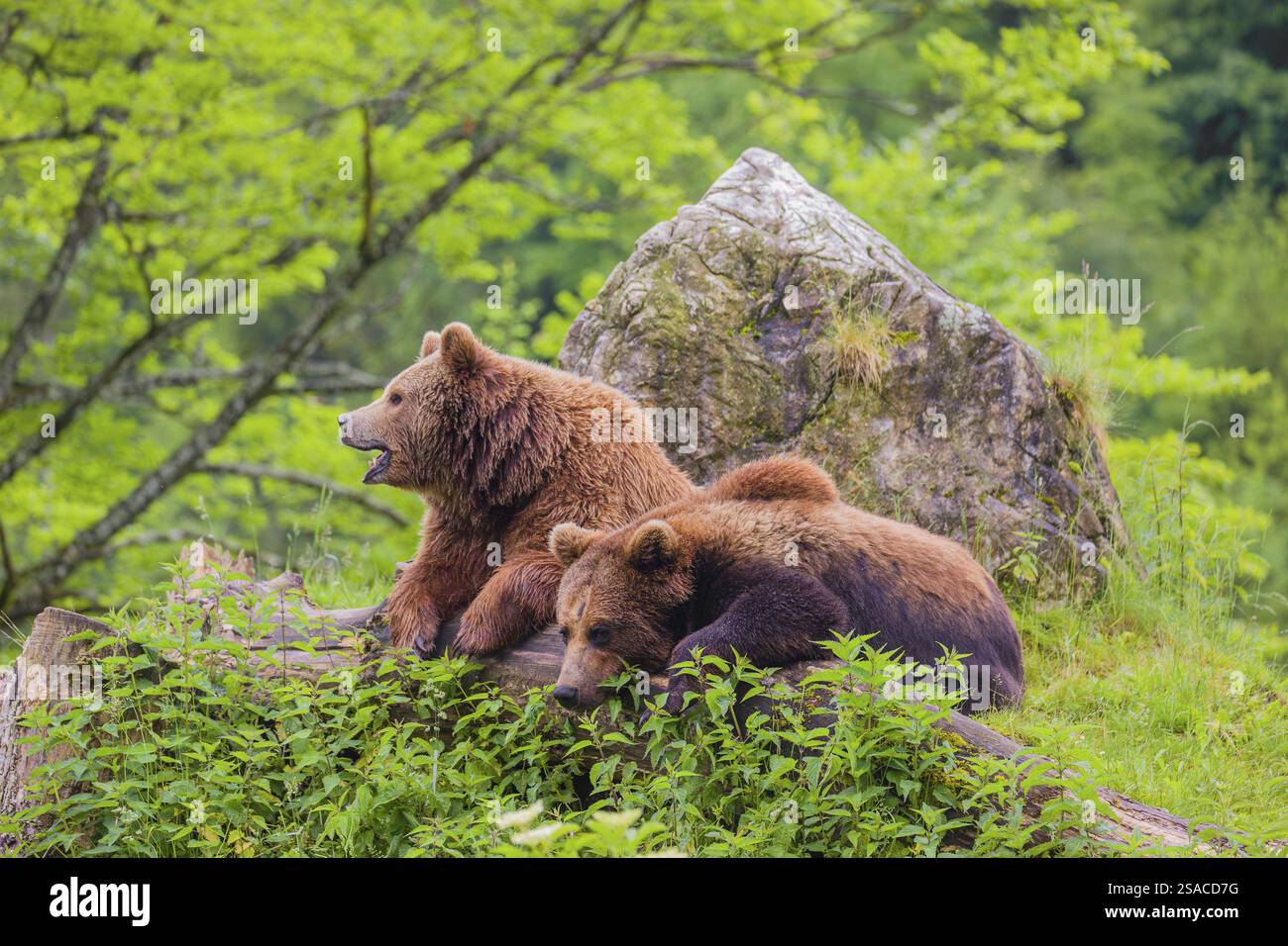 A female and a male Eurasian brown bear (Ursus arctos arctos) rest side ...