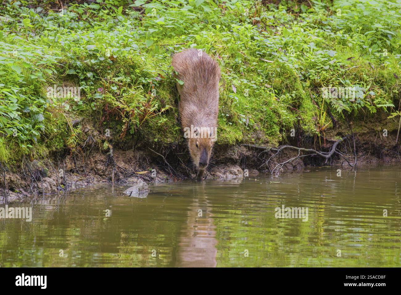 A (greater) capybara (Hydrochoerus hydrochaeris) leaves the riparian ...