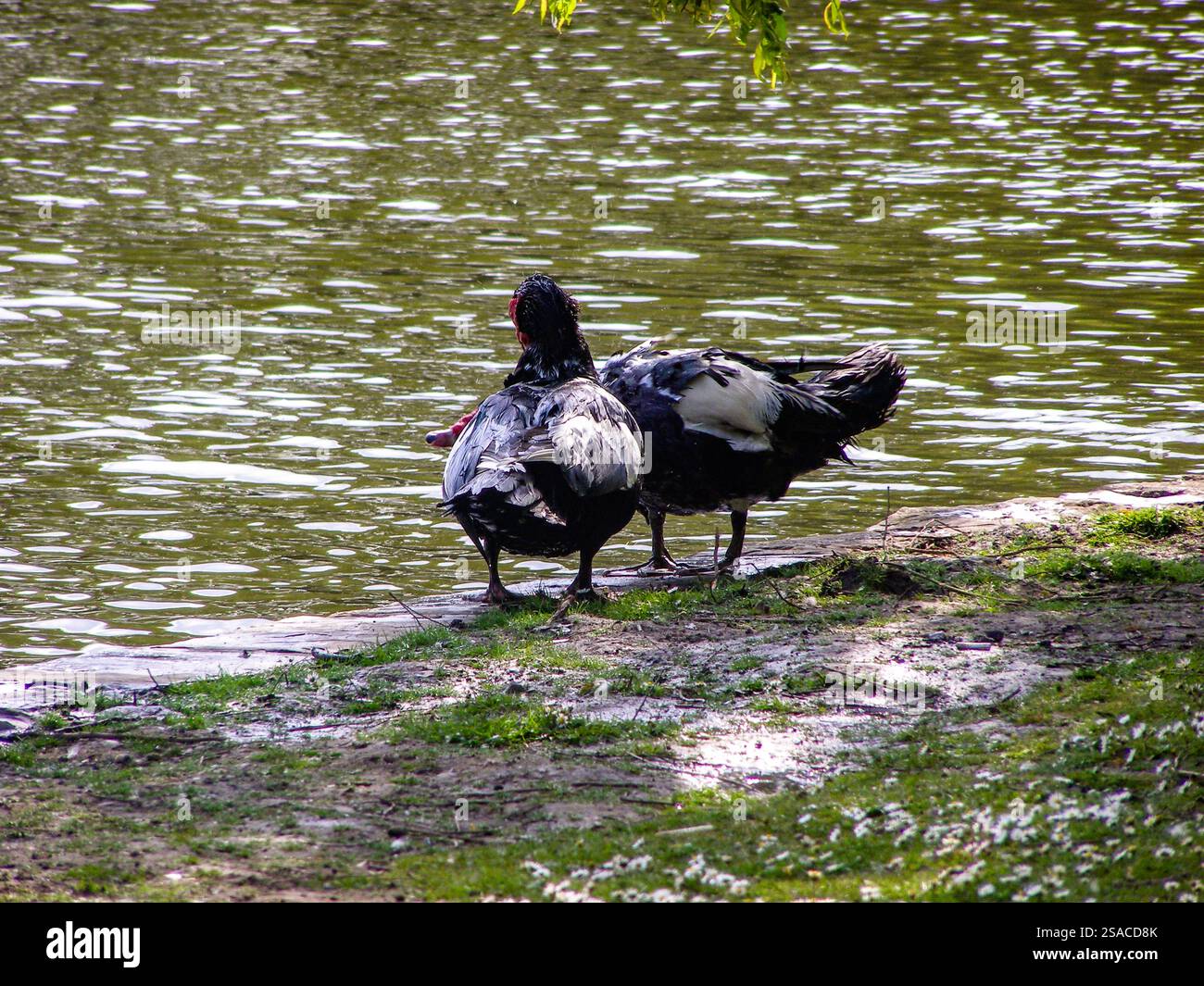Birds by pond in Hanley park, Stoke-On-Trent, UK Stock Photo - Alamy