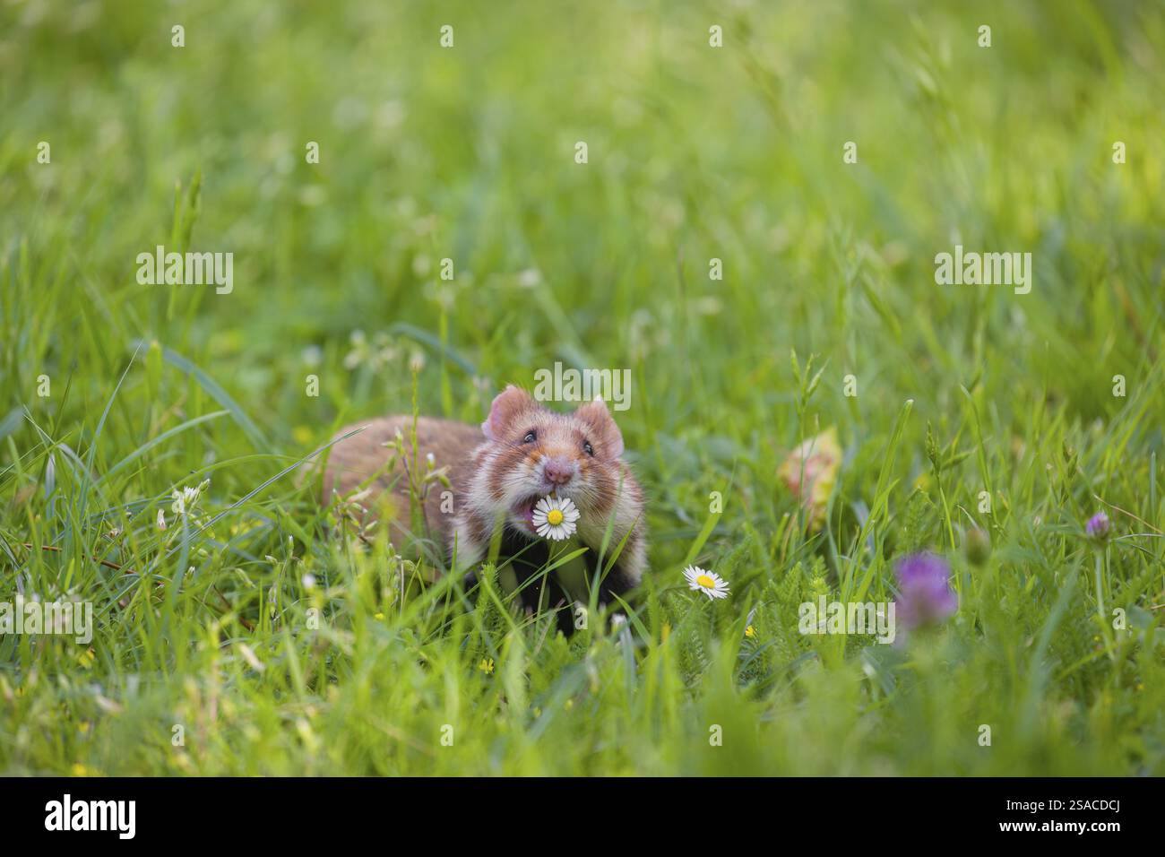 A European hamster (Cricetus cricetus), Eurasian hamster, black-bellied ...