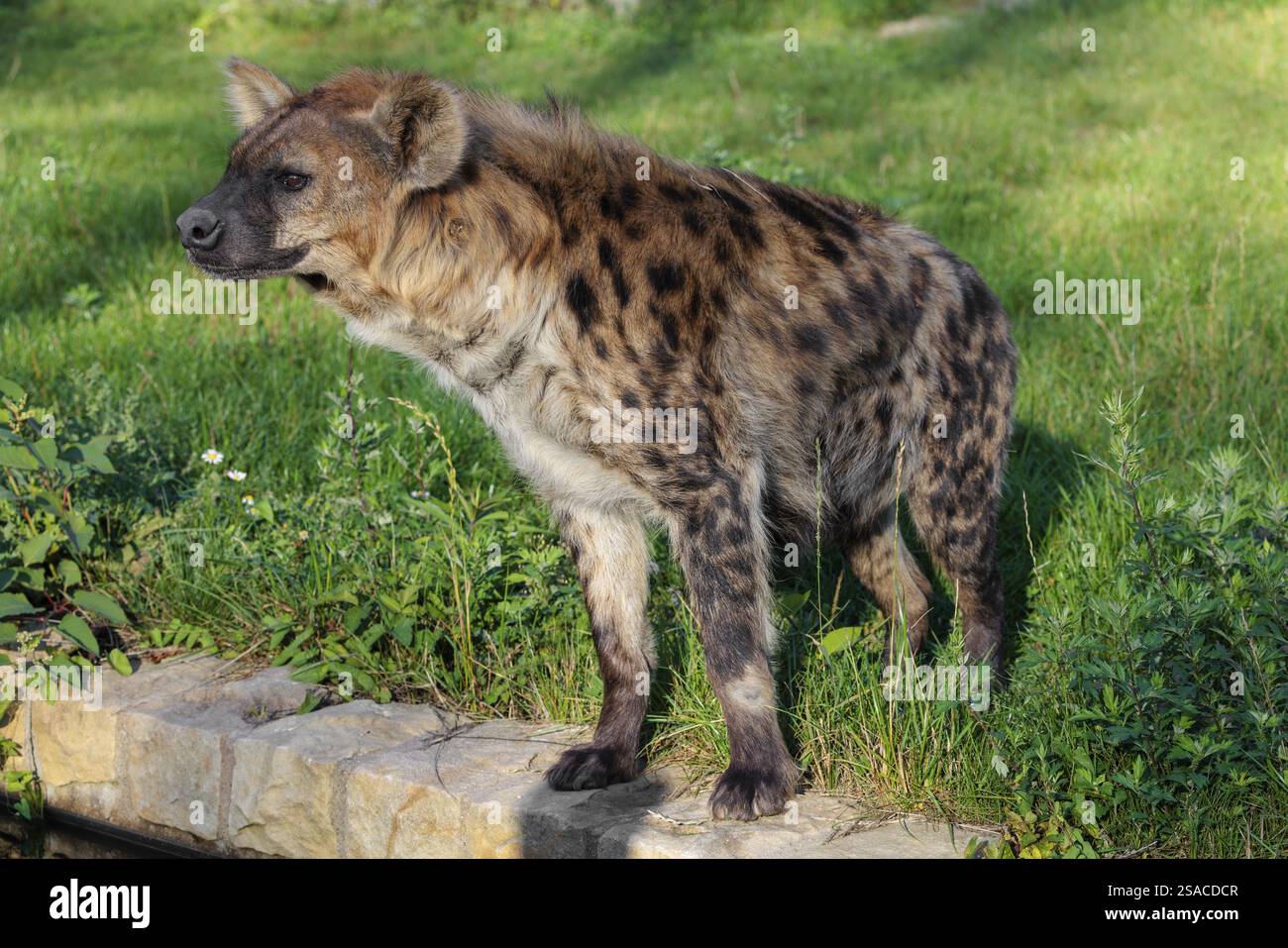 An adult spotted hyena (Crocuta crocuta) or laughing hyena stands on a ...