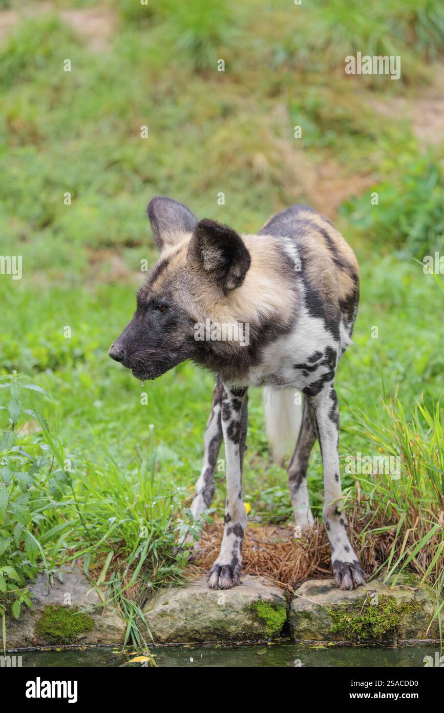 An African wild dog, Lycaon pictus, stands in a green meadow and drinks ...