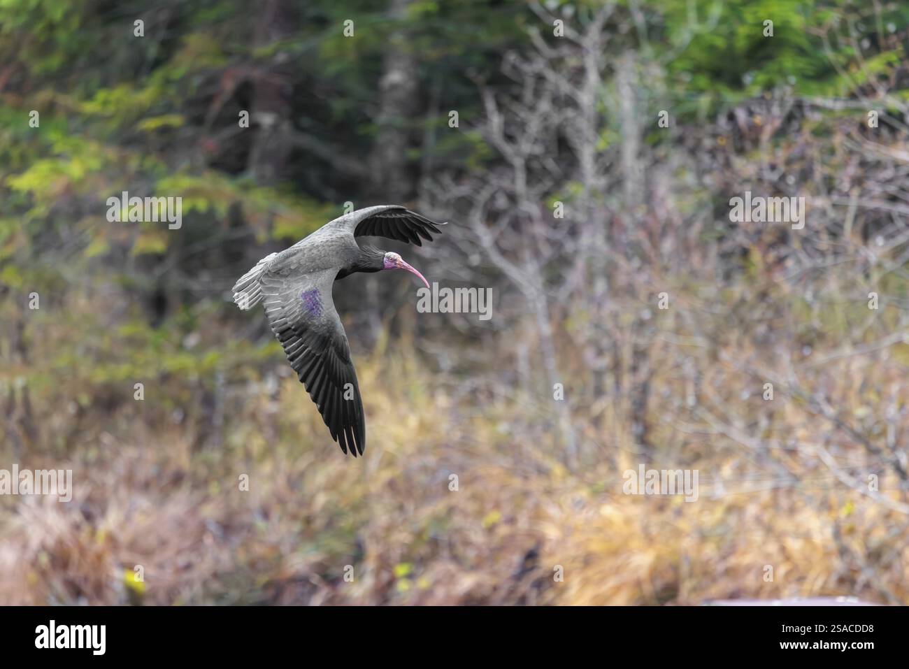 A Northern Bald Ibis, Hermit Ibis (Geronticus eremita) in flight in ...