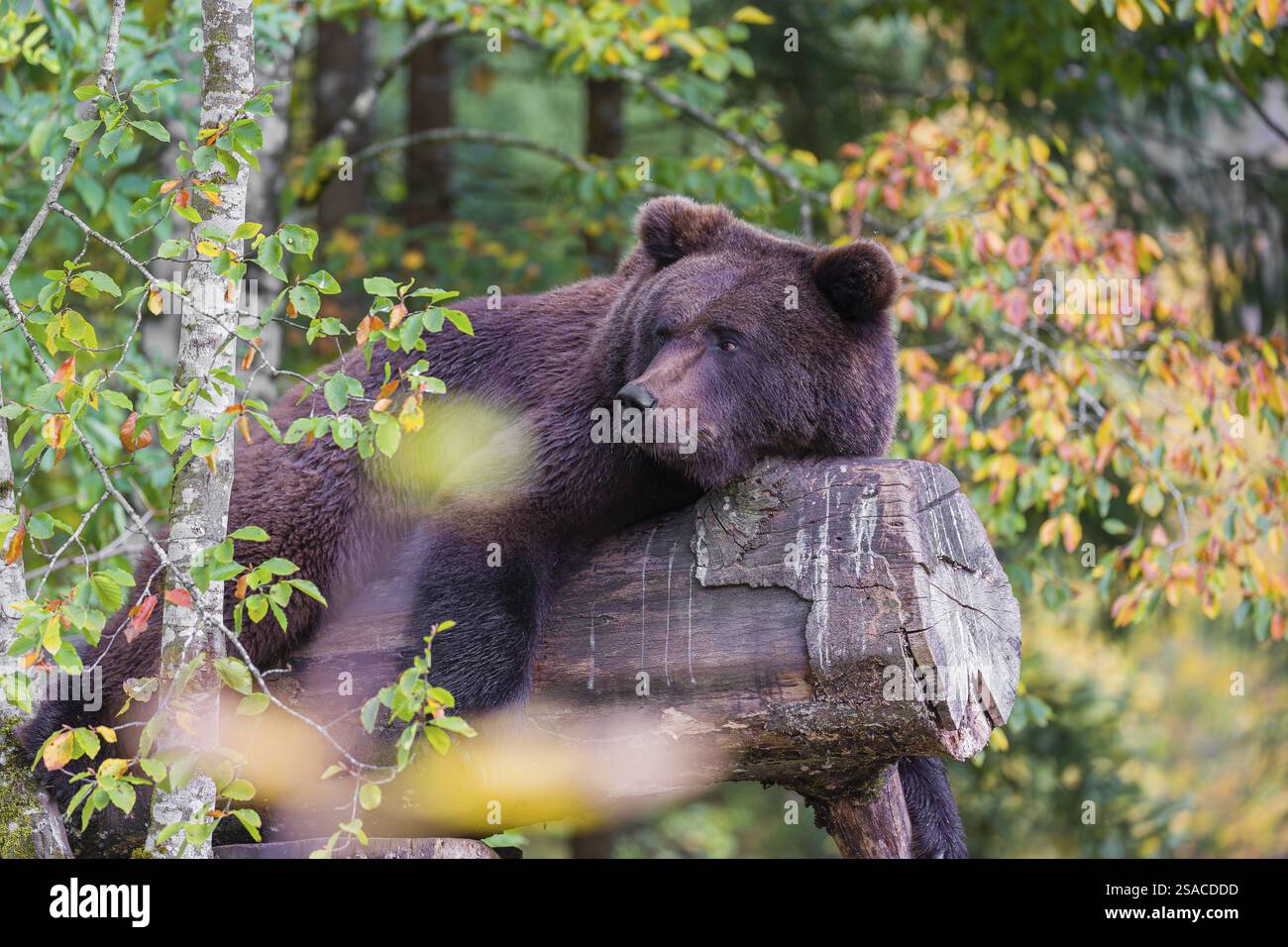 A young male Eurasian brown bear (Ursus arctos arctos) rests on a ...