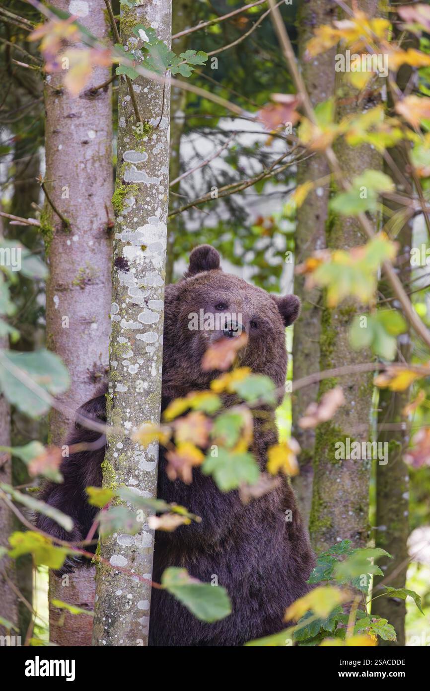 An adult female brown bear (Ursus arctos arctos) stands erected at a ...