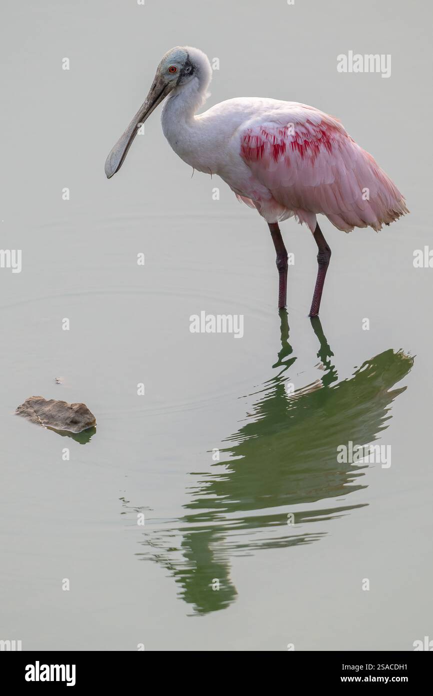 Roseate spoonbill (Ajaia ajaja), reflection, backlight, Pantanal, inland, wetland, UNESCO ...