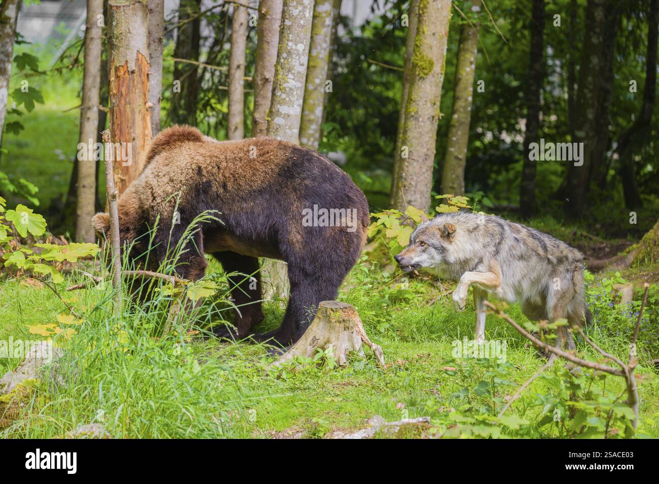 A eurasian grey wolf (Canis lupus lupus) attacks an european brown bear ...