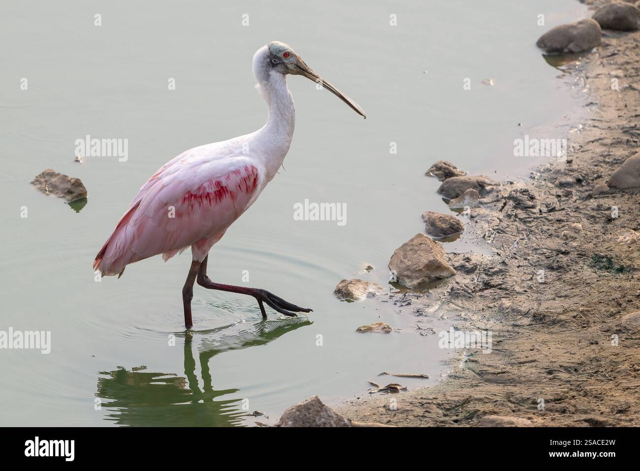 Roseate spoonbill (Ajaia ajaja), reflection, backlight, Pantanal ...