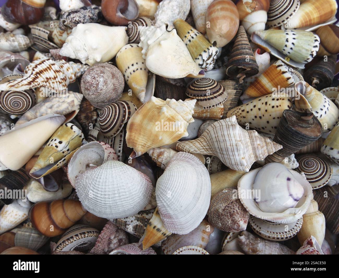 Mussel shell types hi-res stock photography and images - Alamy