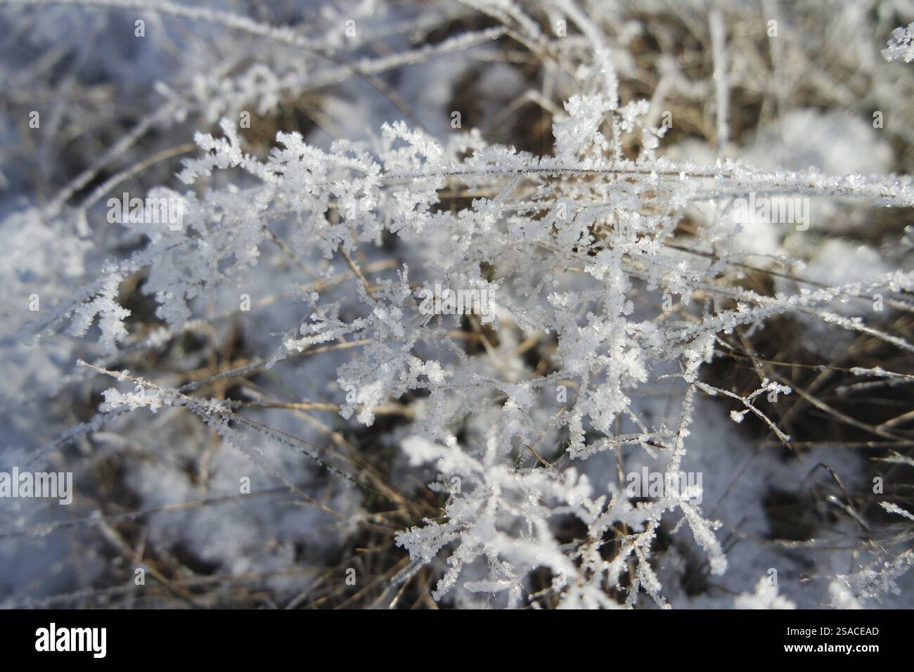Grasses in winter Stock Photo - Alamy