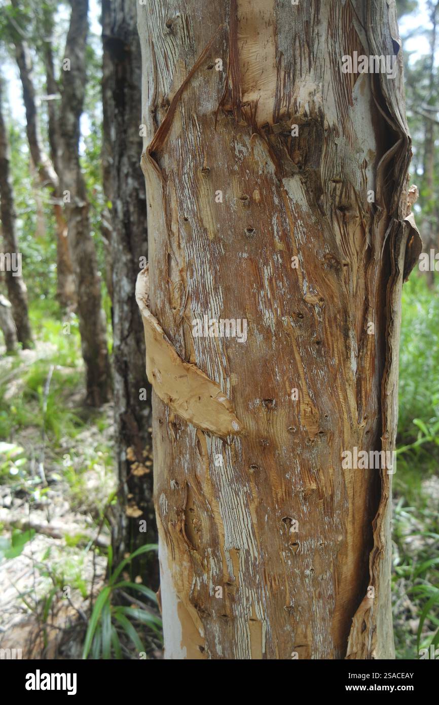 Paper bark tree, Mauritius, Africa Stock Photo - Alamy