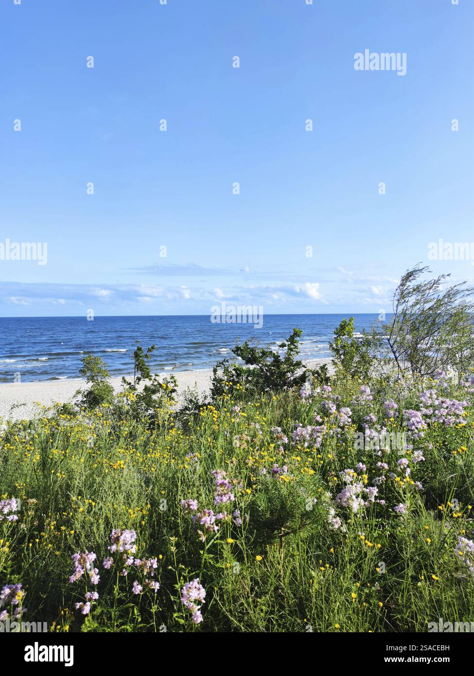 Baltic Sea dune with wild flowers Stock Photo - Alamy