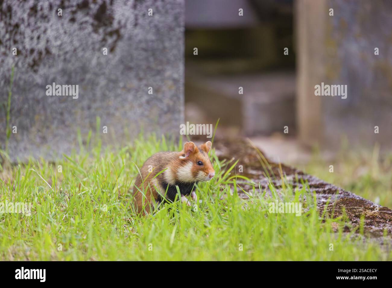 A European hamster (Cricetus cricetus), Eurasian hamster, black-bellied ...