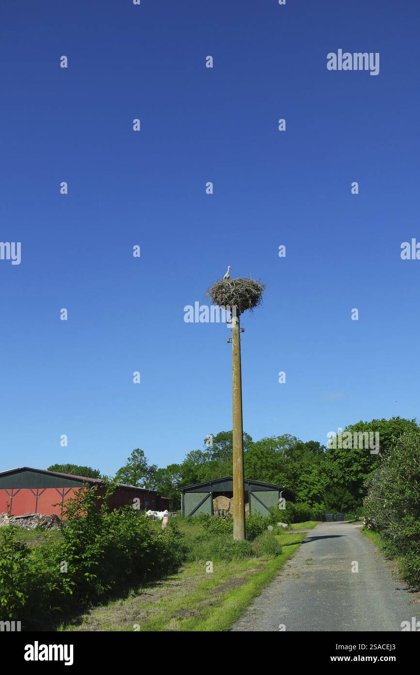 Animals in rural area hi-res stock photography and images - Alamy