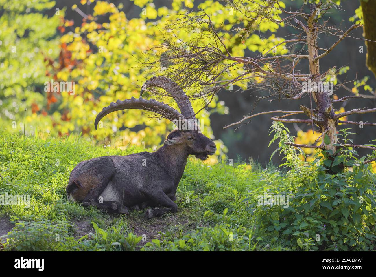 A male ibex (Capra ibex) rest on a hill at the edge of the forest in ...