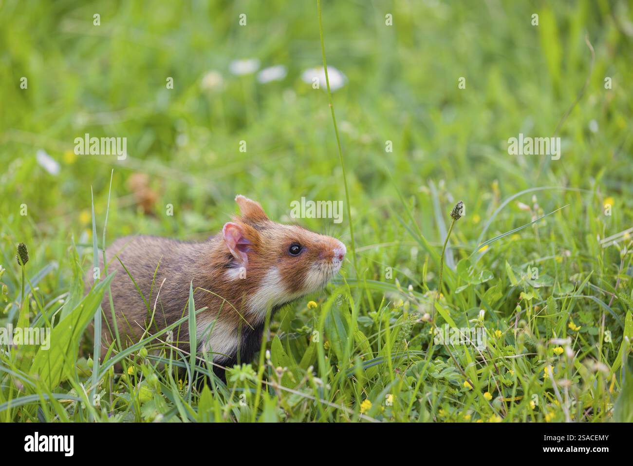 A European hamster (Cricetus cricetus), Eurasian hamster, black-bellied ...