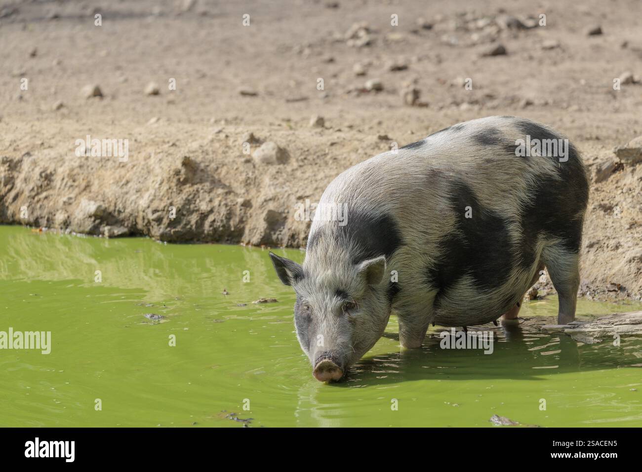 A female Vietnamese pot-bellied pig, Sus scrofa f. domestica, stands in ...