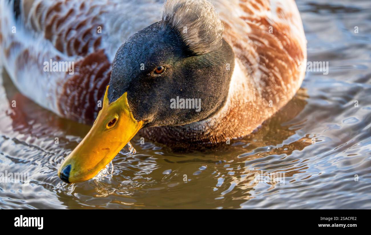 Close-Up of a Crested Domestic Duck with Mallard Hybrid Traits Swimming ...