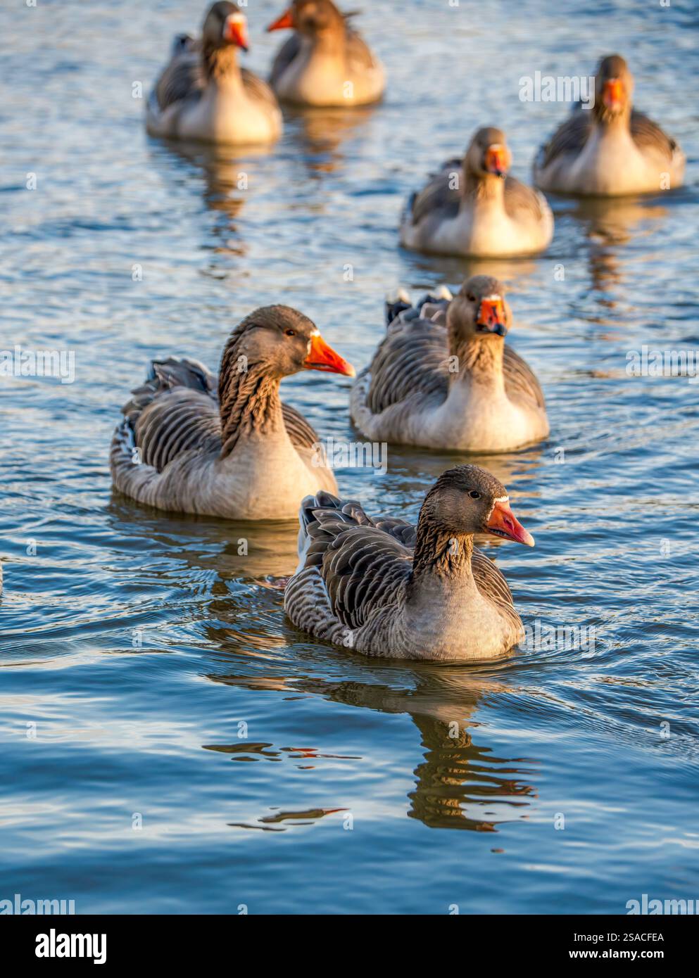 Natural geese behavior hi-res stock photography and images - Alamy