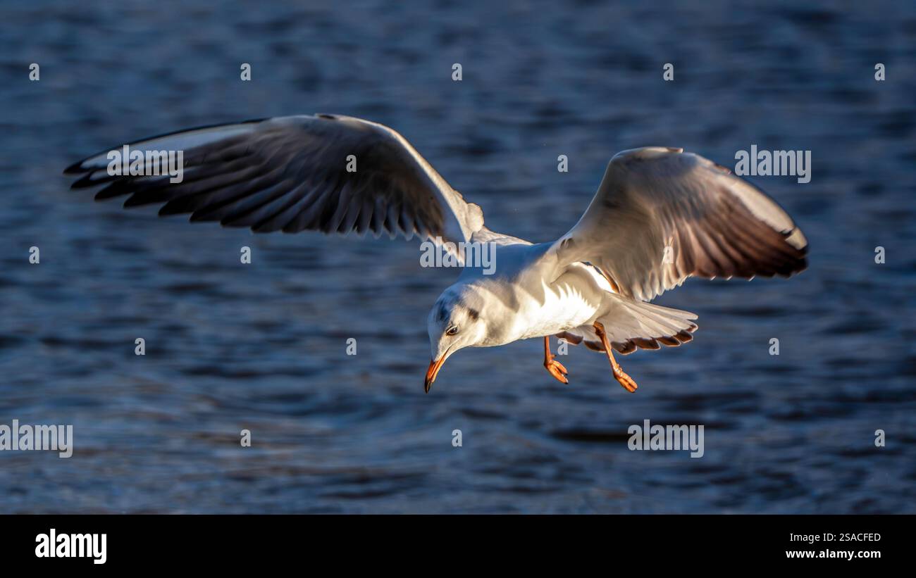 Graceful Black-Headed Gull in Flight with Rippling Water Backdrop Stock ...