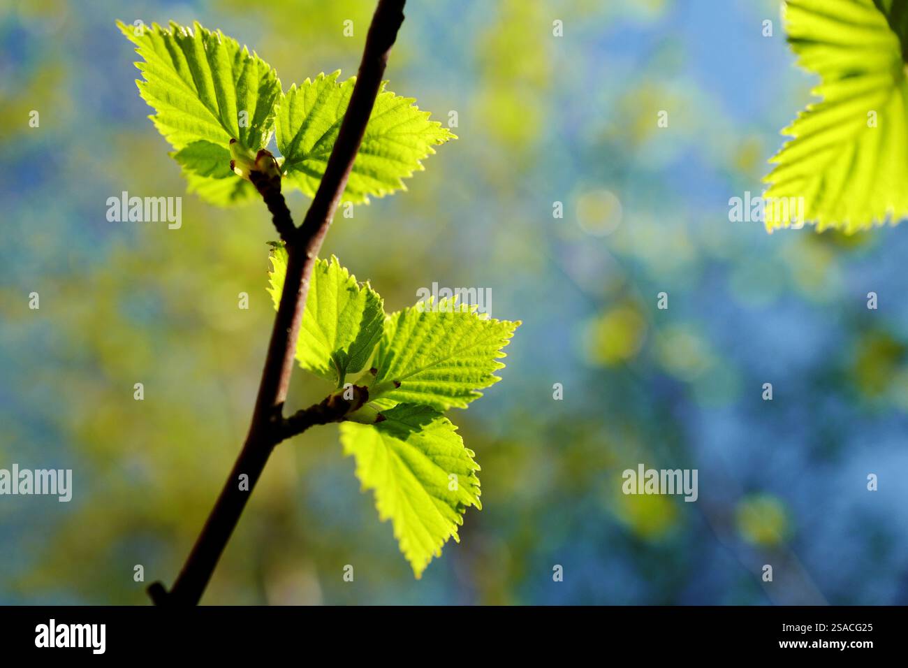 New small leaves sprouting from a Betula papyrifera tree Stock Photo ...