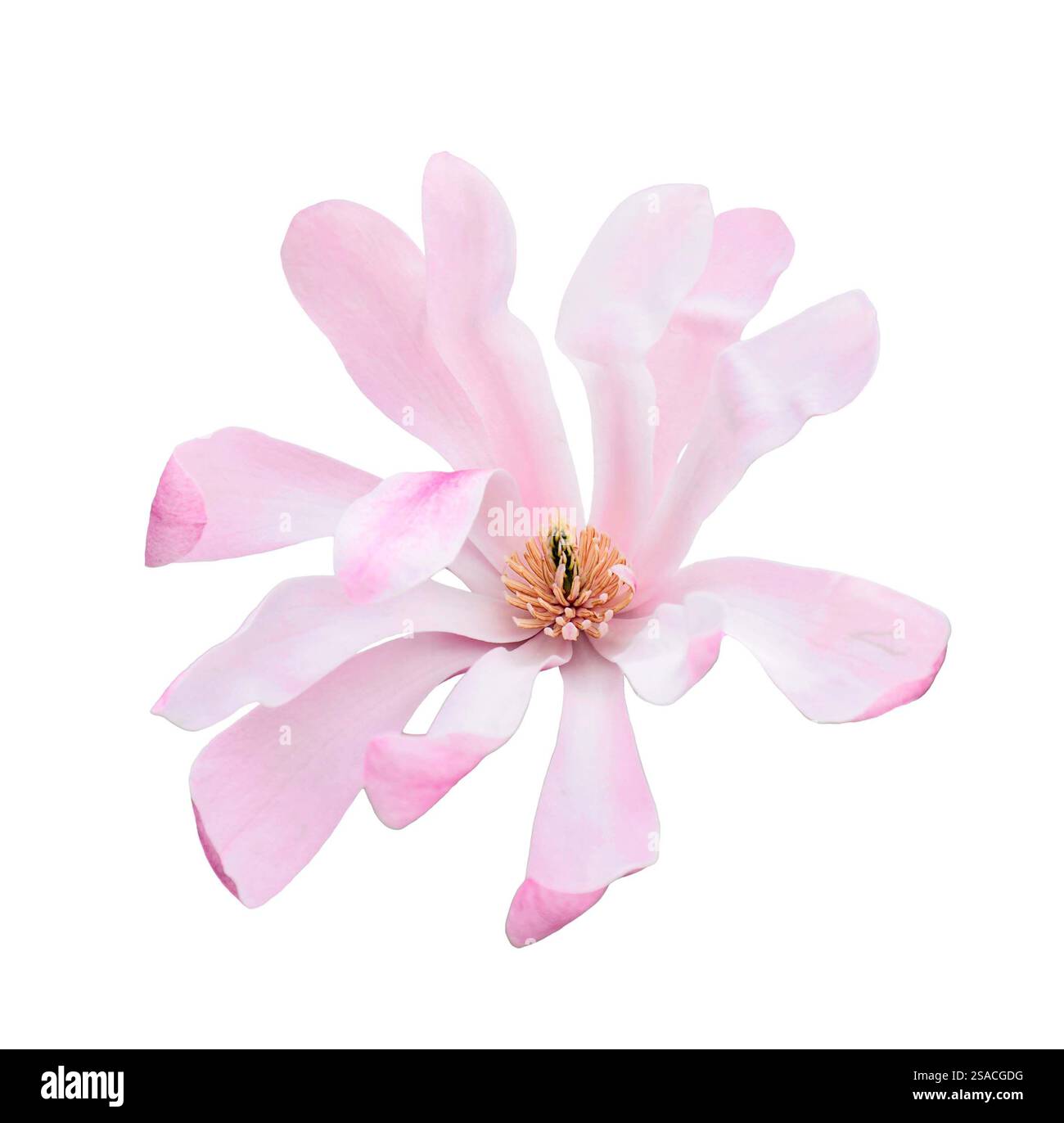 White flower magnolia stellata Cut Out Stock Images & Pictures - Alamy